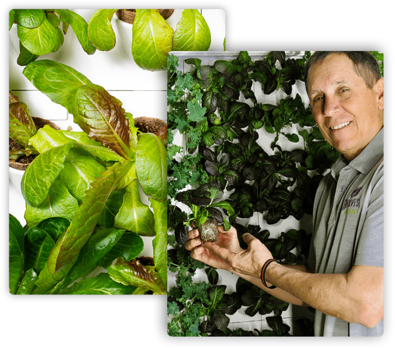 About Us - Harvest Today