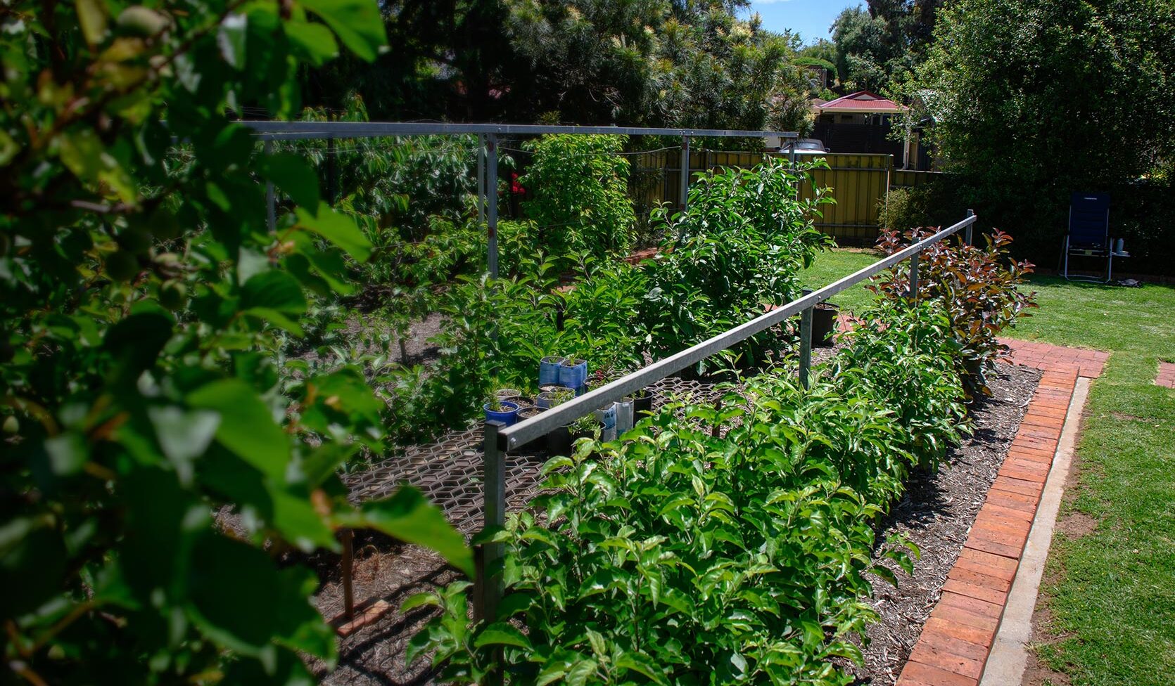 Food Forest Abundance - Harvest Today